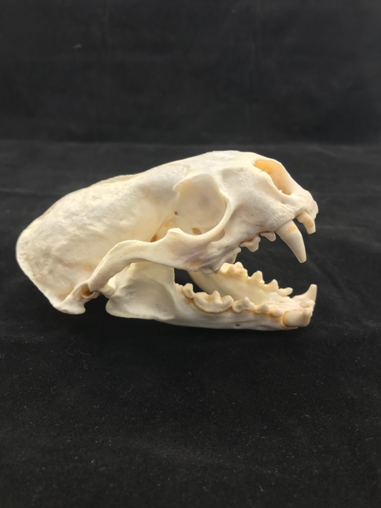 Beautiful Cottontail Rabbit skull for sale from natur. Real bone.