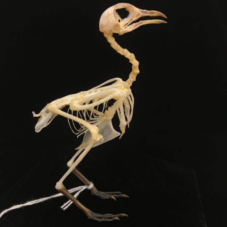 Bird, Plain wren-warbler skeleton, real bone #4 | nātür showroom ...
