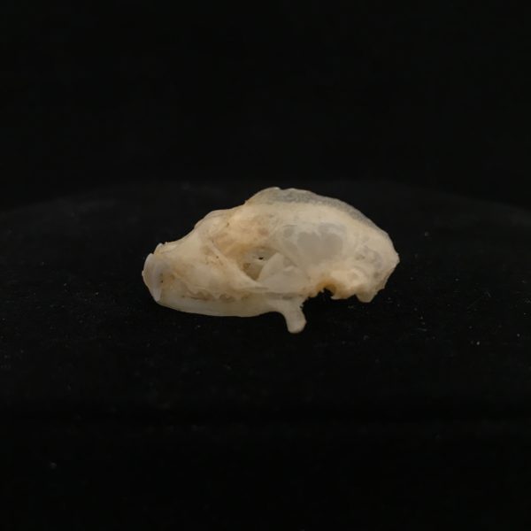 Delicate, Diadem leaf-nosed bat skull, real bone, available at Natur.