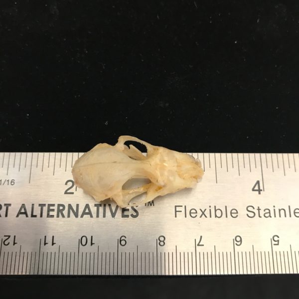 Delicate, Diadem leaf-nosed bat skull, real bone, available at Natur.