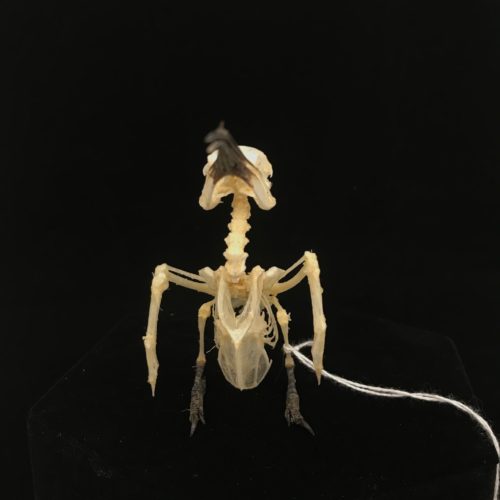 Adorable Bee-eater, real bird skeleton (2), available for purchase at ...
