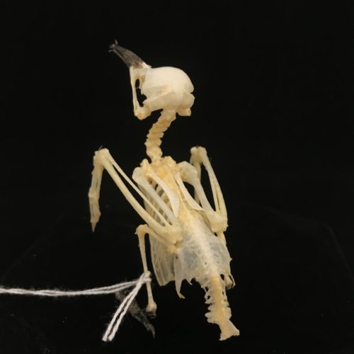 Adorable Bee-eater, real bird skeleton (2), available for purchase at ...