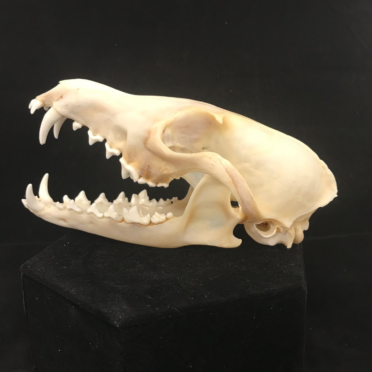 Beautiful Red Fox Skull With Impressive Canines Can Be Found At Natur Beautiful Red Fox Skull With Impressive Canines Can Be Found At Natur
