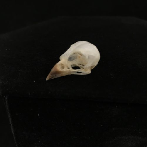 Tiny sparrow skull, real bone, available for purchase at Natur.