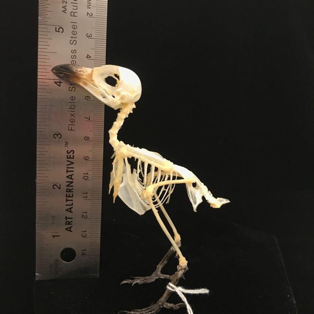 Dainty, Long-tailed shrike, real bird skeleton (8), available at Natur.