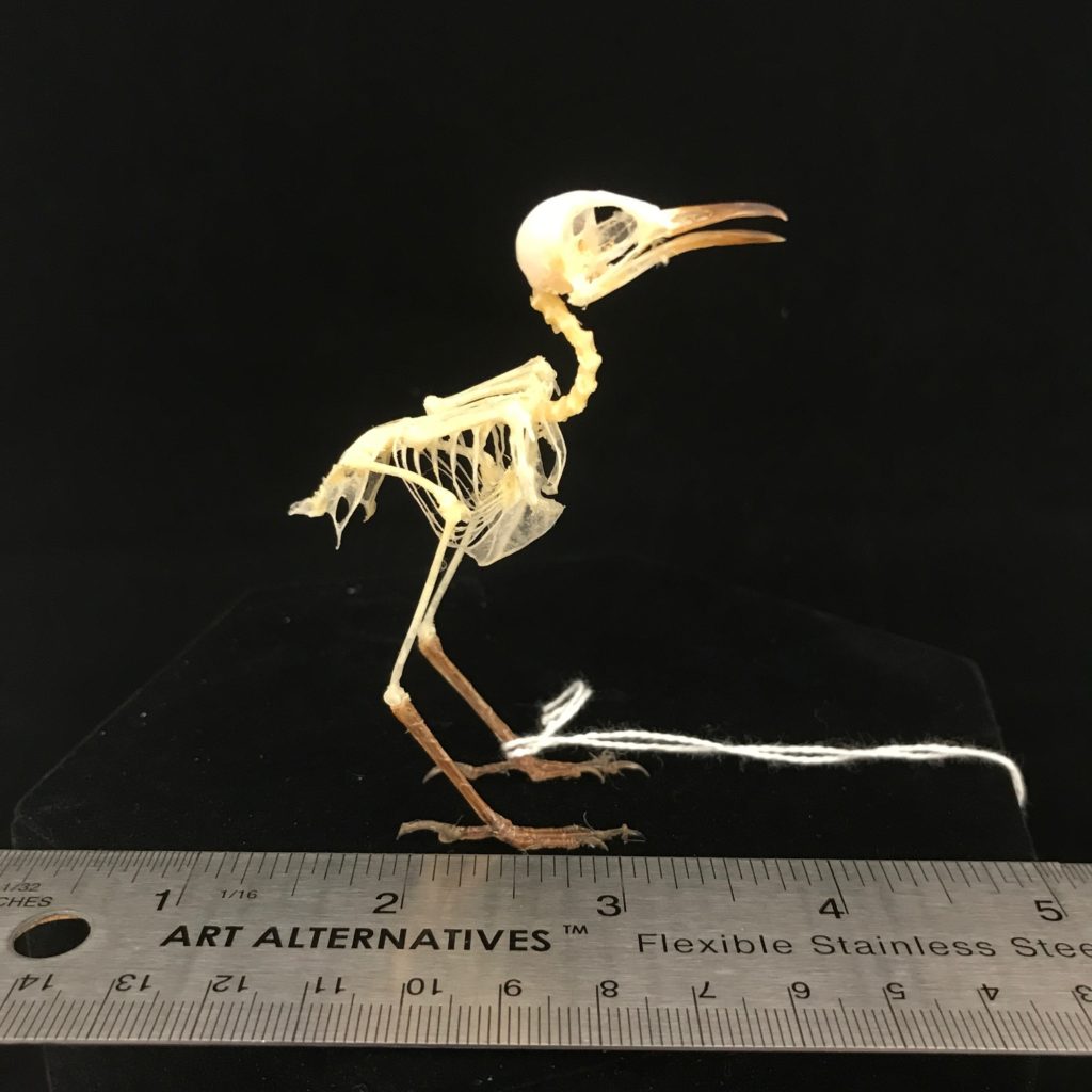 Plain wren-warbler, real bird skeleton (4) available for purchase at Natur.