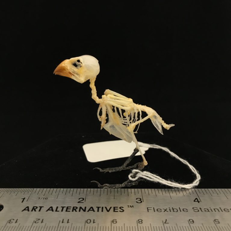 Plain wren-warbler, real bird skeleton (4) available for purchase at Natur.