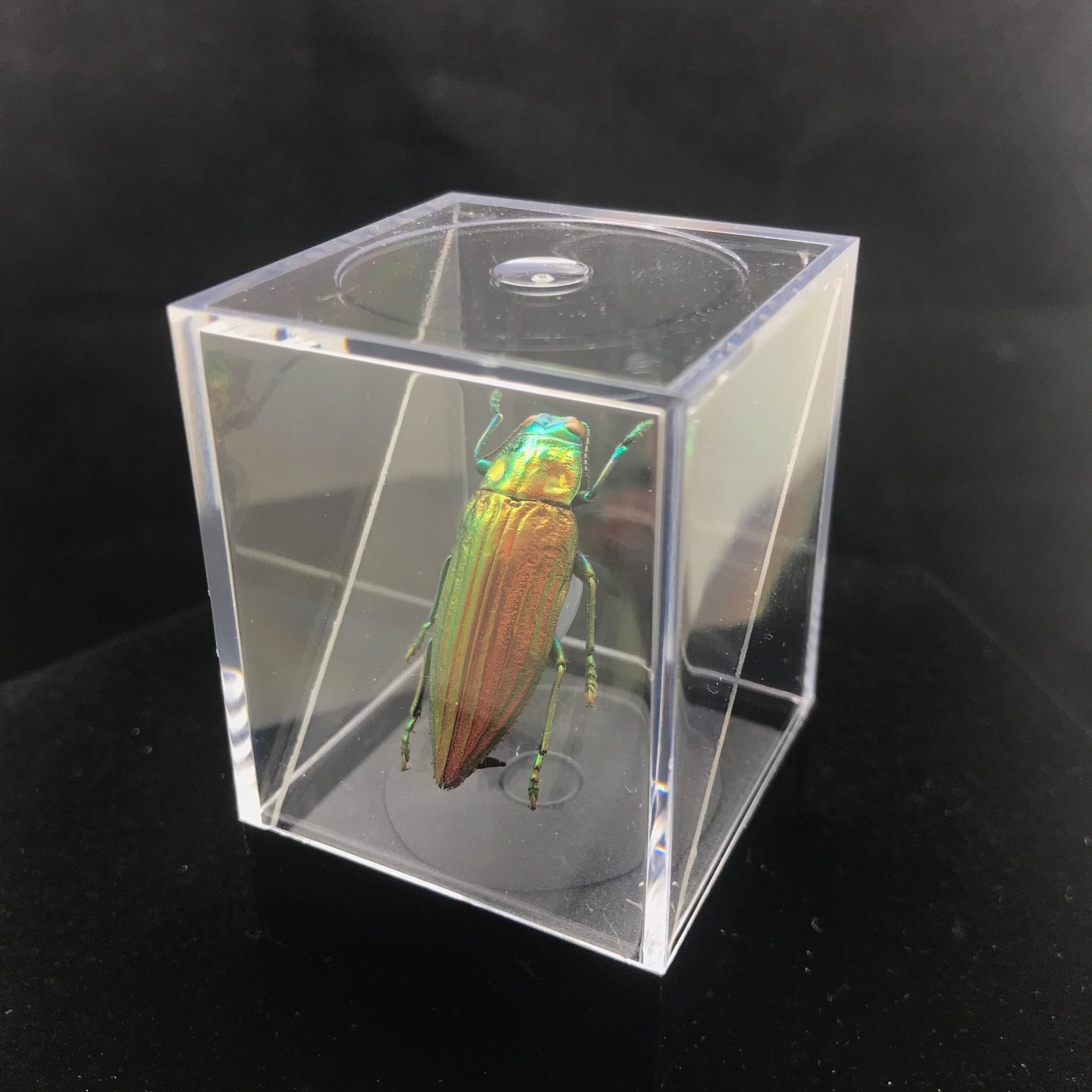Rainbow-colored jewel beetle, mounted in a box, available at natur.