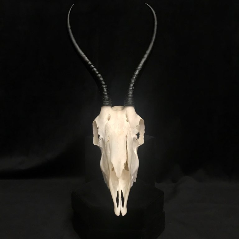 Beautiful Cottontail Rabbit skull for sale from natur. Real bone.