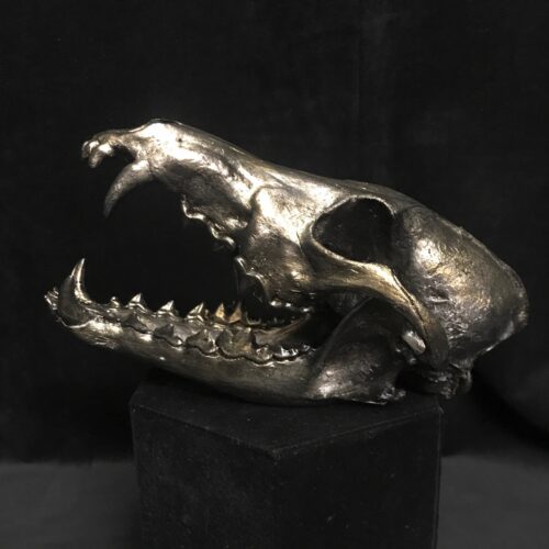 Beautiful Cottontail Rabbit skull for sale from natur. Real bone.