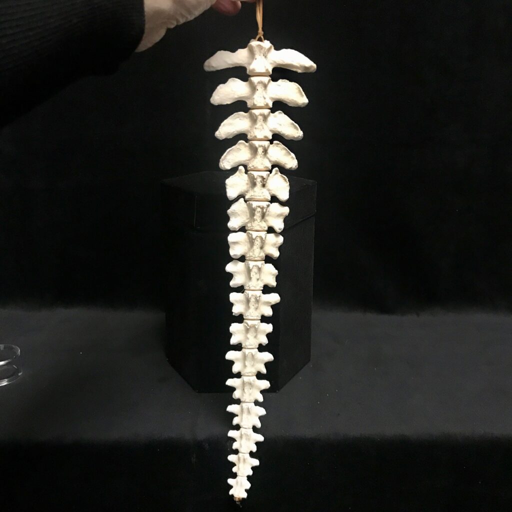 Fascinating, articulated beaver tail bones, available at natur