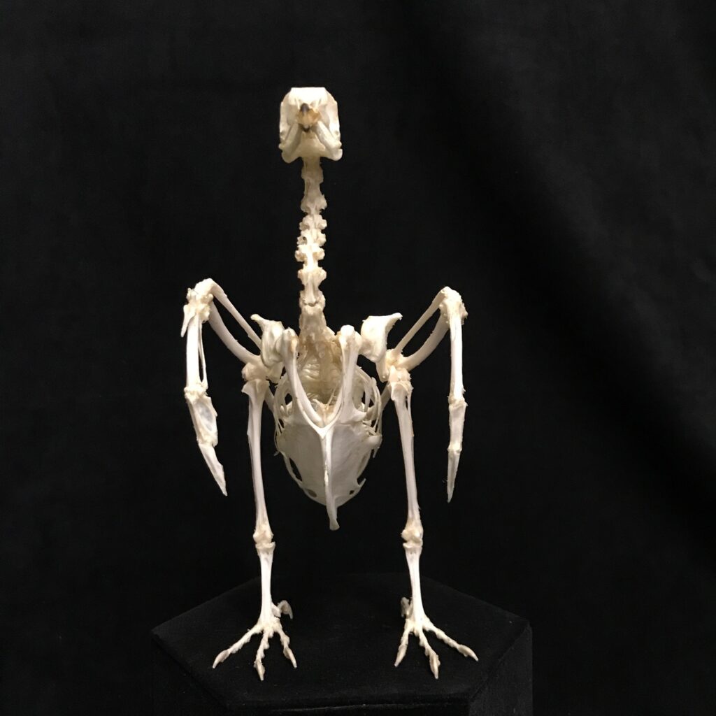 Domestic Pigeon Skeleton, real bone, available at natur