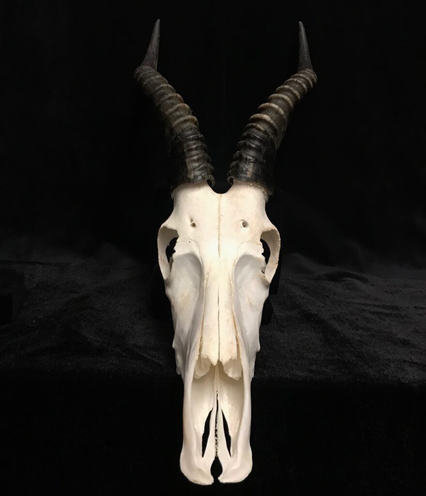 Beautiful blesbok skull, real bone, available for purchase at natur
