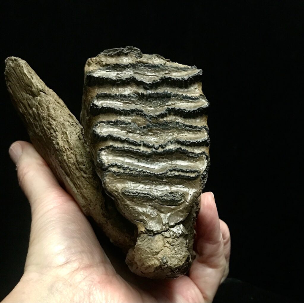 Genuine Woolly Mammoth Tooth from Siberia, available at natur