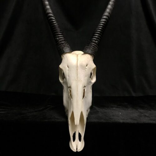 Stunning Gemsbok skull, real bone, available at Natur