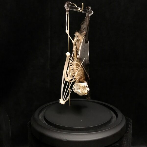 Plain wren-warbler, real bird skeleton (4) available for purchase at Natur.