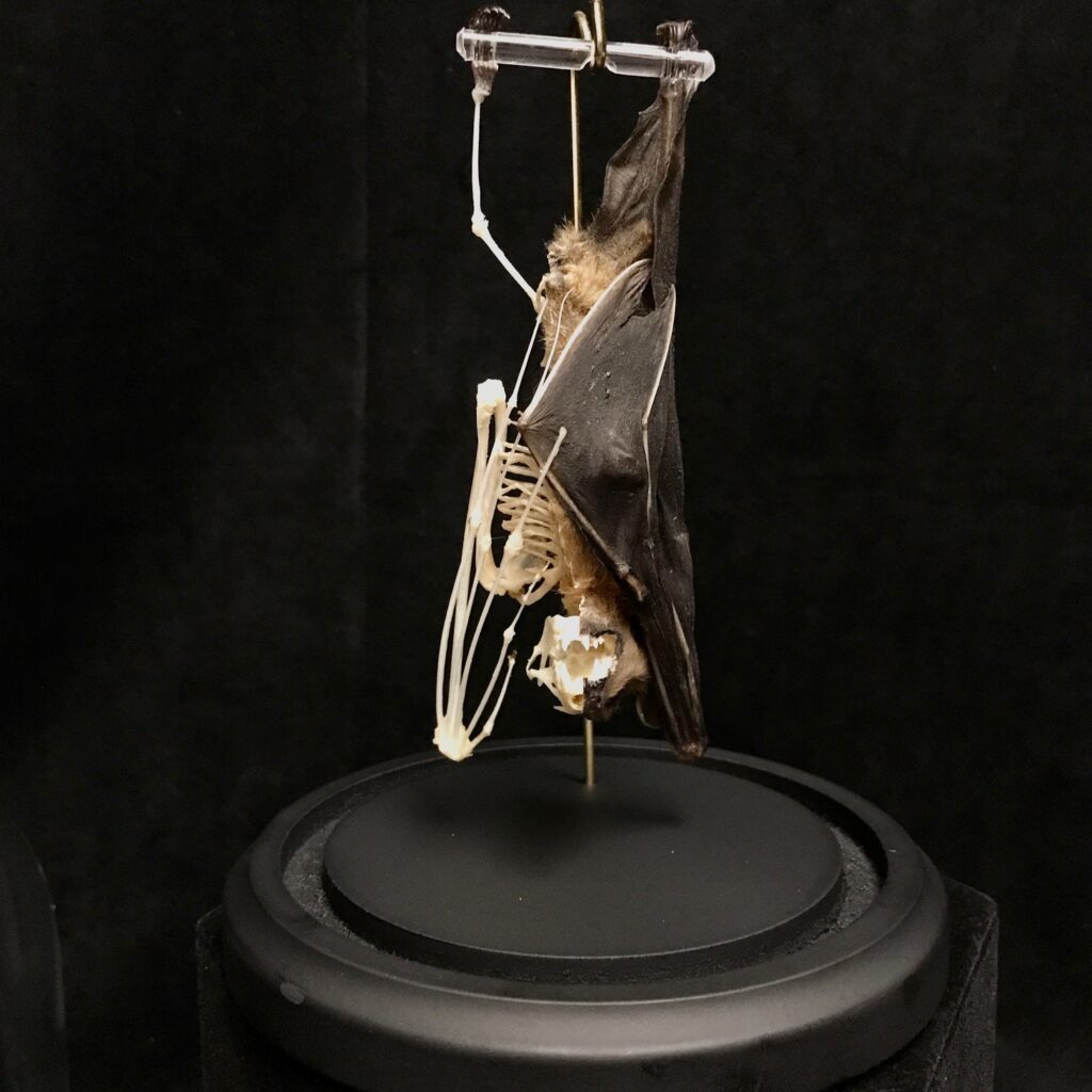 Fruit bat, half skin, half skeleton, mounted in a glass dome, at natur