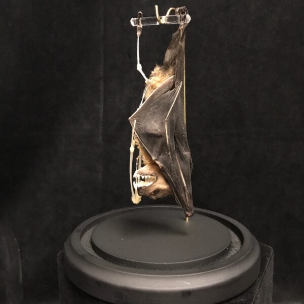 Fruit bat, half skin, half skeleton, mounted in a glass dome, at natur