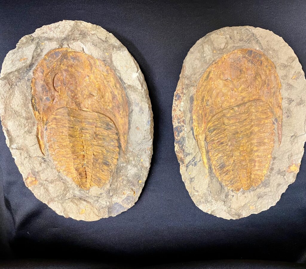Spectacular Cambropallas Trilobite Pair Available At Natur