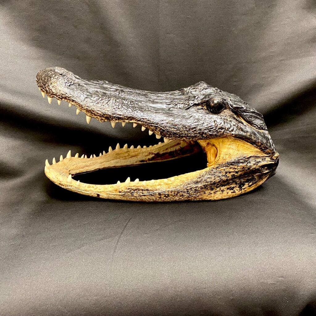 Impressive taxidermy alligator head, available at natur showroom