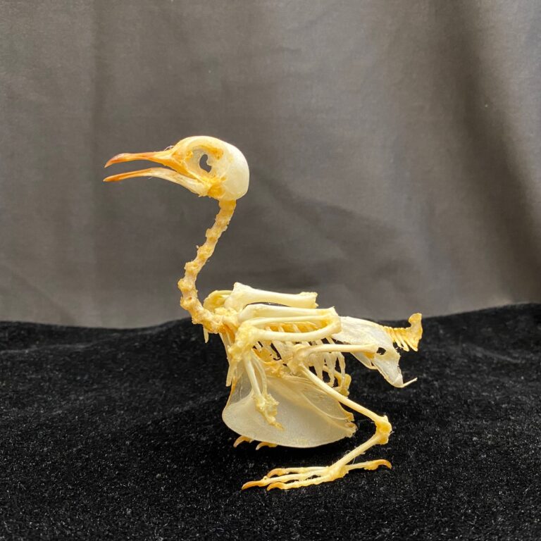 Plain wren-warbler, real bird skeleton (4) available for purchase at Natur.