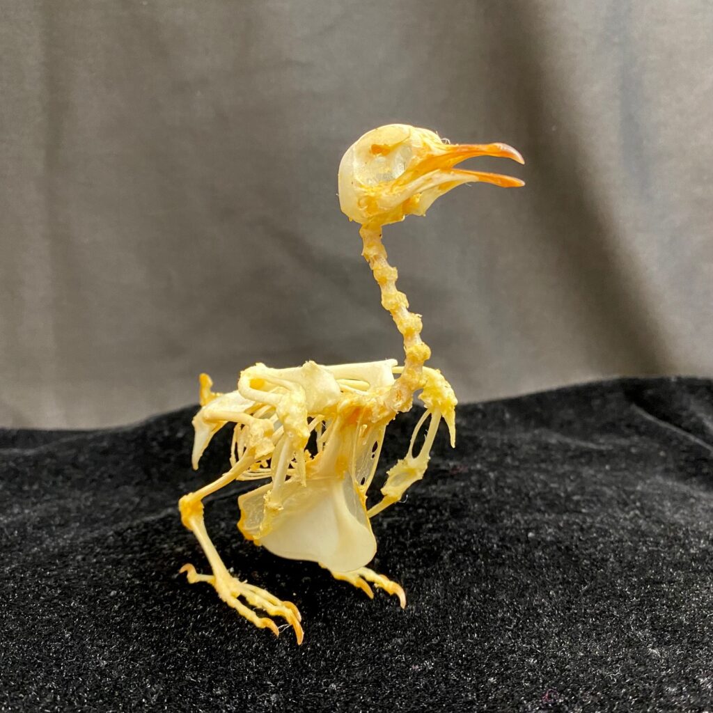 Spotted dove skeleton, available at natur showroom