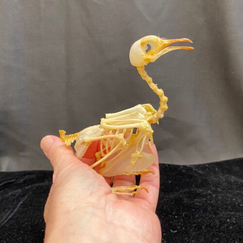 Spotted dove skeleton, available at natur showroom