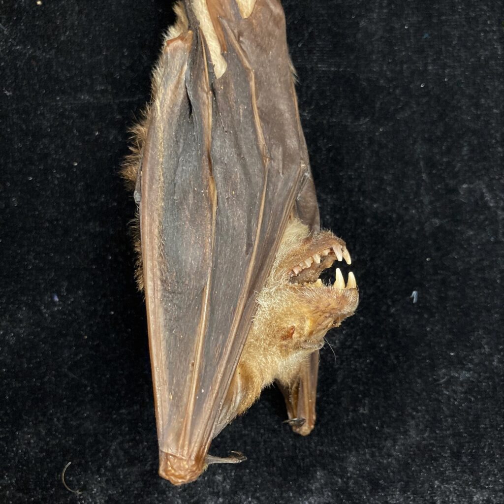 Incredible, actual Diadem leaf-nosed bat specimen hanging, with wings ...
