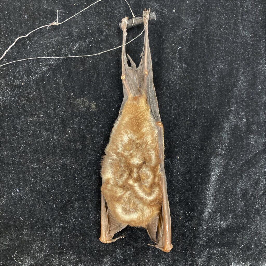 Incredible, actual Diadem leaf-nosed bat specimen hanging, with wings ...