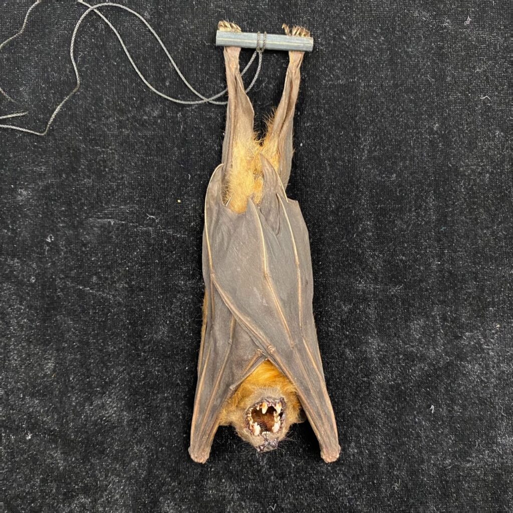 Stunning, actual Greater short-nosed fruit bat specimen hanging, with ...