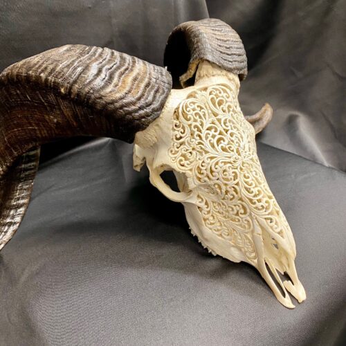 Hand carved ram skull, real bone, available at natur showroom