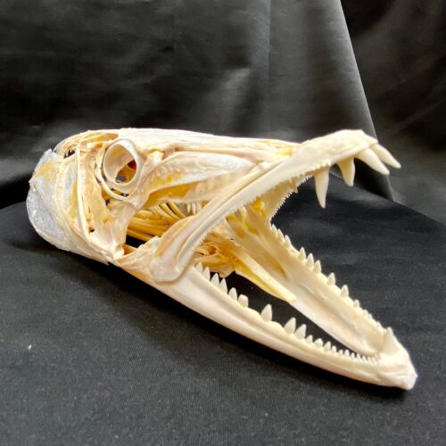 Fascinating, great barracuda skull, available at natur showroom