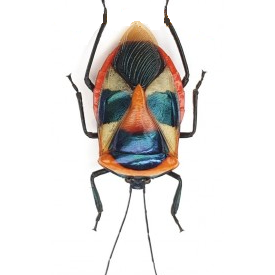 Beetle, Catacanthus punctus, Mask beetle Papered specimen - nātür ...