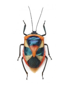 Beetle, Catacanthus punctus, Mask beetle Papered specimen - nātür ...