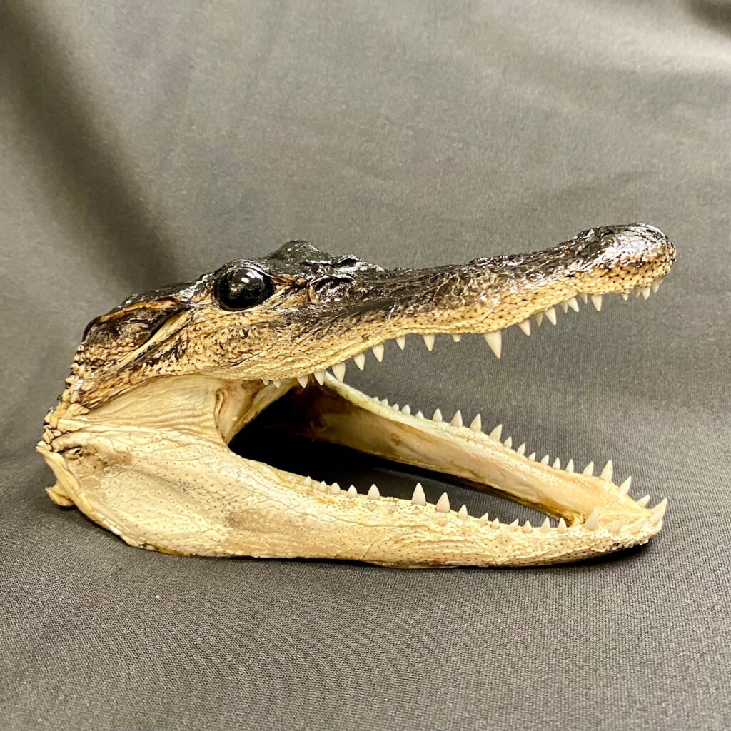 Small taxidermy alligator heads, available at natur showroom