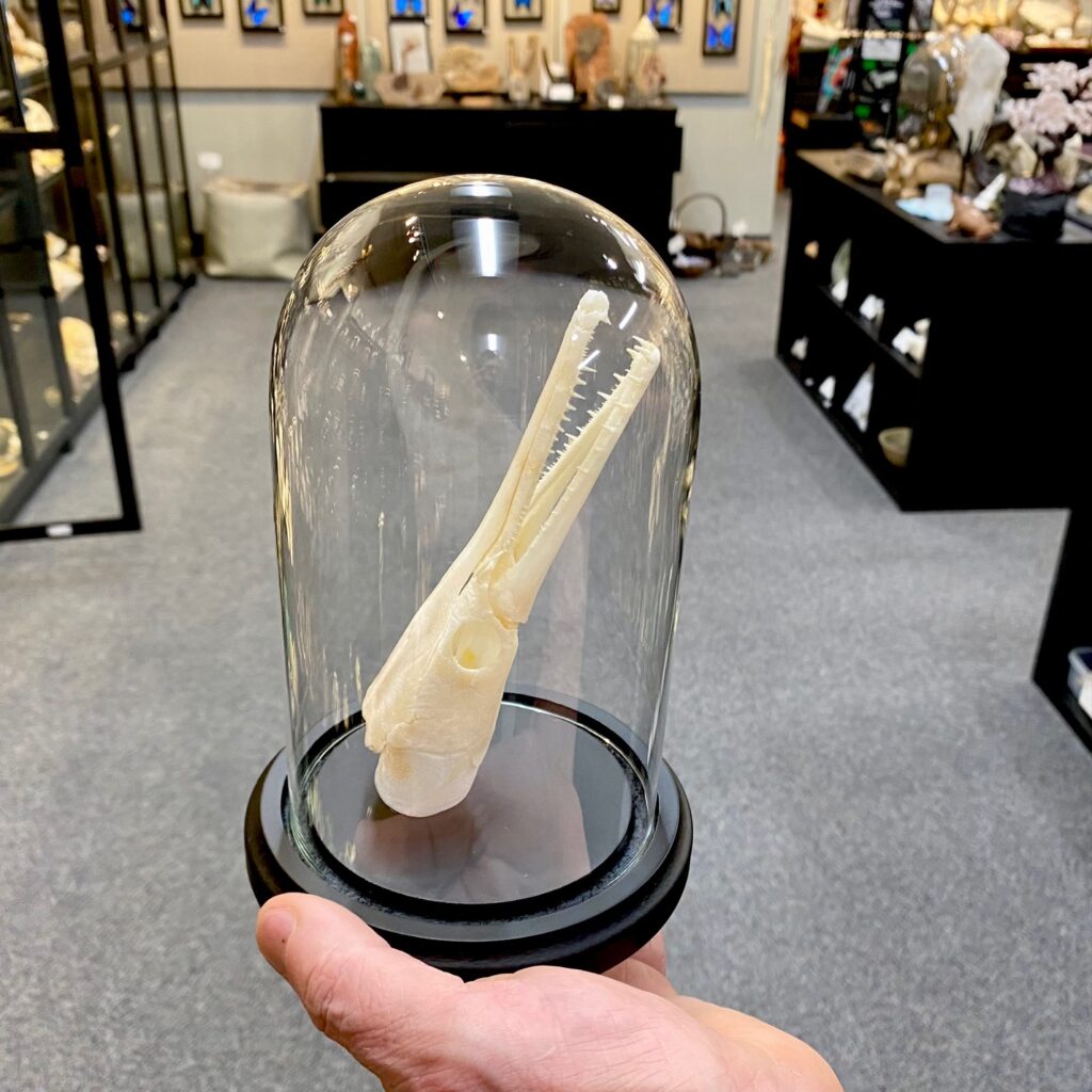 Fascinating gar skull, mounted in a glass dome, at natur showroom
