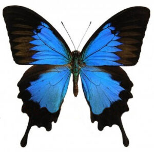Papilio ulysses ulysses, Ulysses swallowtail, Butterfly specimen ...