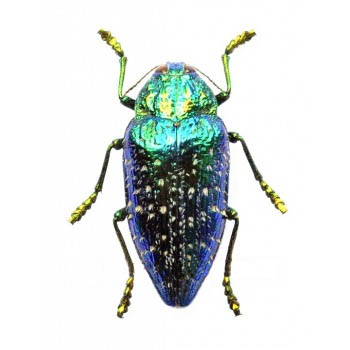 Rainbow Jewel Beetle