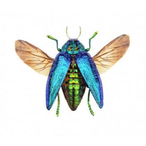 Beetle, Polybothris sumptuosa gema, Jewel Beetle - nātür showroom ...