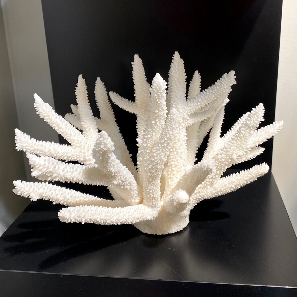 Staghorn coral specimen, available at natur showroom
