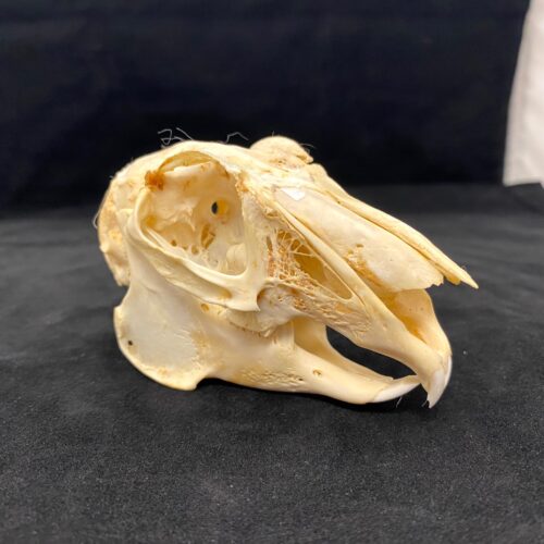 Jack rabbit skull, real bone, available at natur showroom