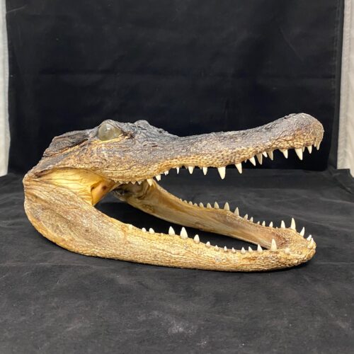 Taxidermy alligator head, available at natur showroom