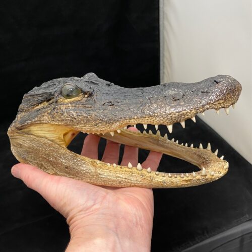 Taxidermy alligator head, available at natur showroom