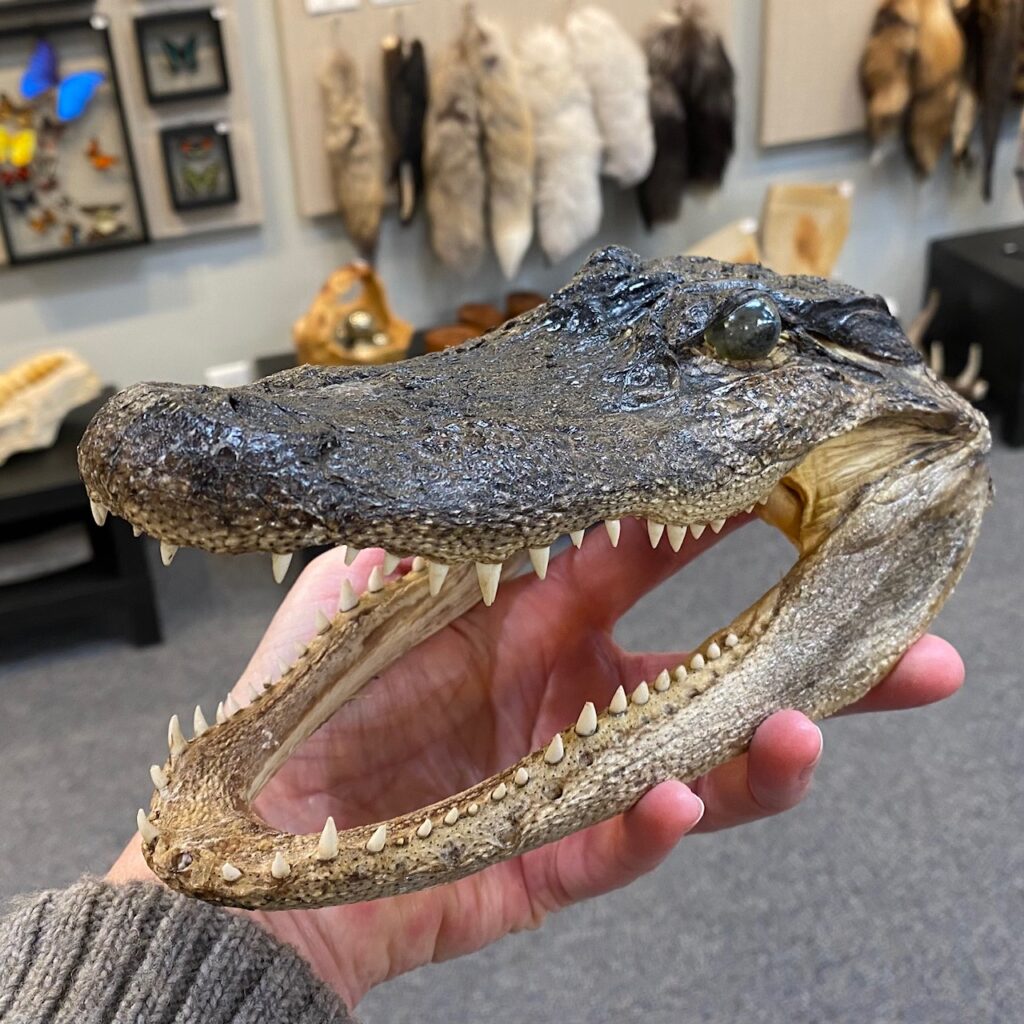 Taxidermy alligator head, available at natur showroom