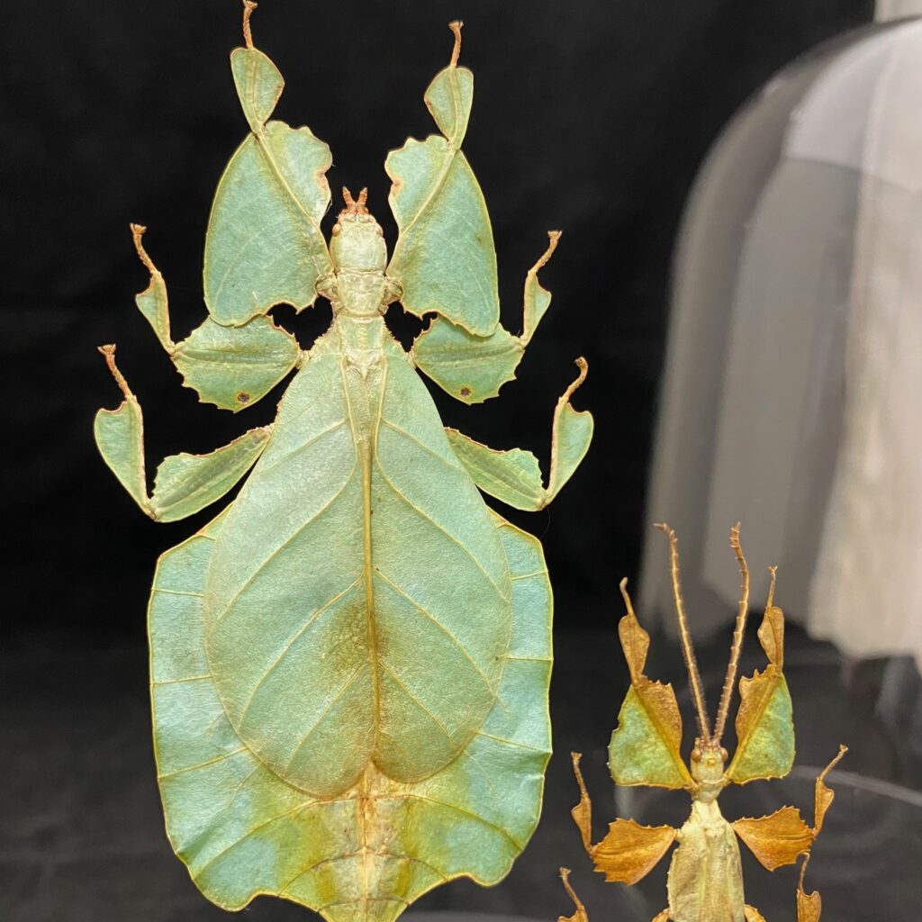 Male and female leaf mimics, mounted in a glass dome