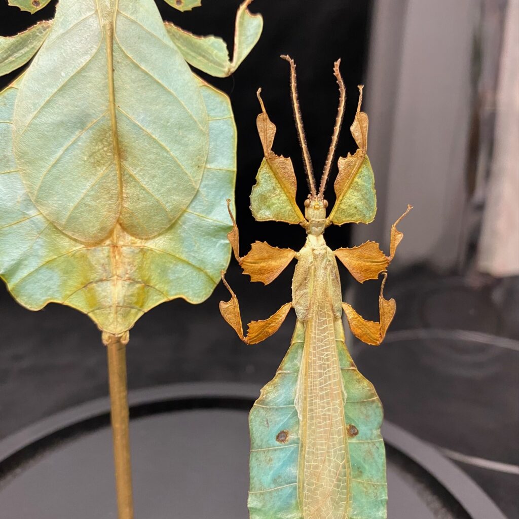 Male and female leaf mimics, mounted in a glass dome