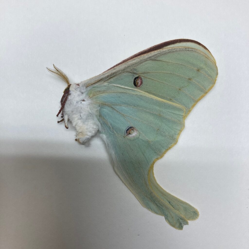 Actias luna, North American luna - nātür showroom - Museum quality ...