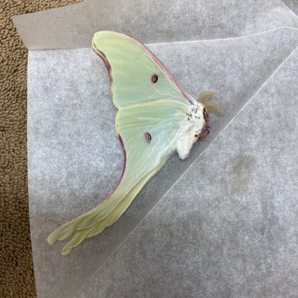 Actias truncatipennis, Mexican Luna moth, Papered specimen - nātür ...