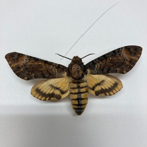Acherontia styx, the lesser Death's head hawk moth specimen - nātür ...