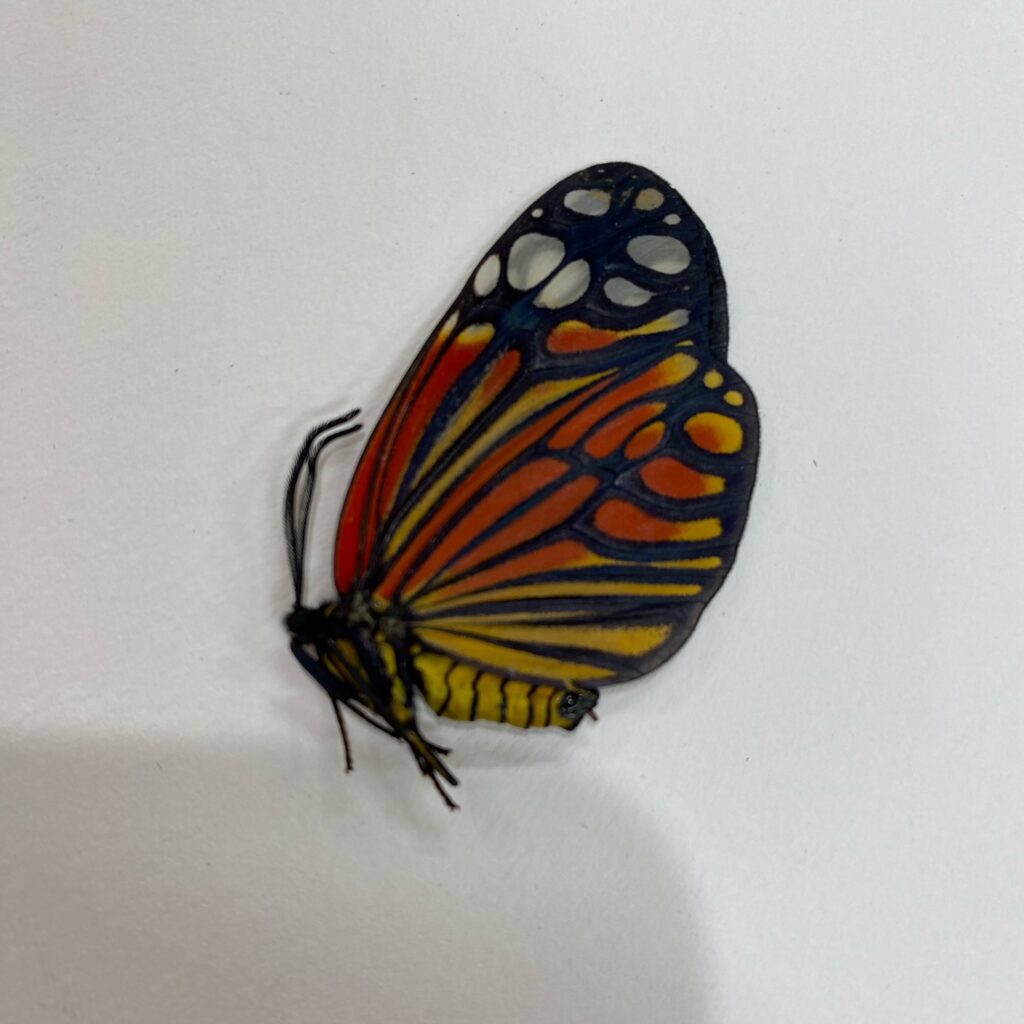 Campylotes histrionicus histrionicus, Day moth - nātür showroom ...